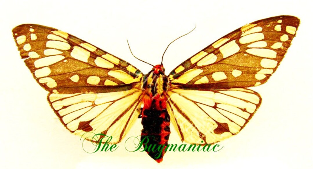 Pack of two fantastic tigermoth Callimorpha equitalis , closed wings aa ...