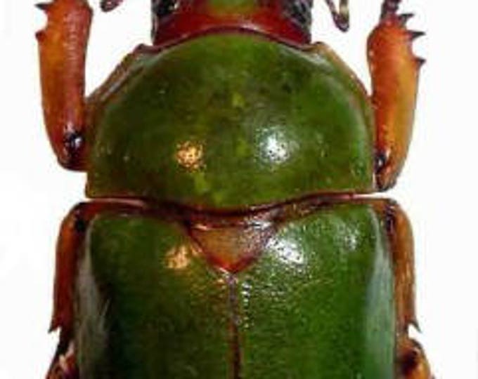 Pack of 3 Scarab Beetles Kibakoganea Yoshitomii , for All Your ...