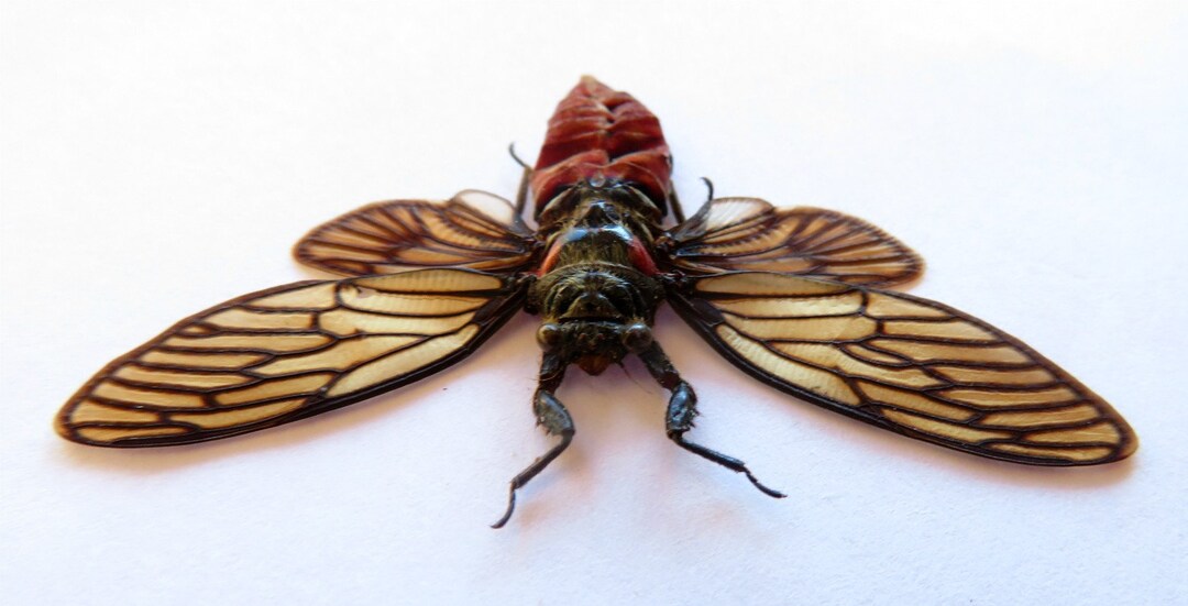 Pack of Red Devil Cicada Huechys Incarnata With Open Spread Wings ...