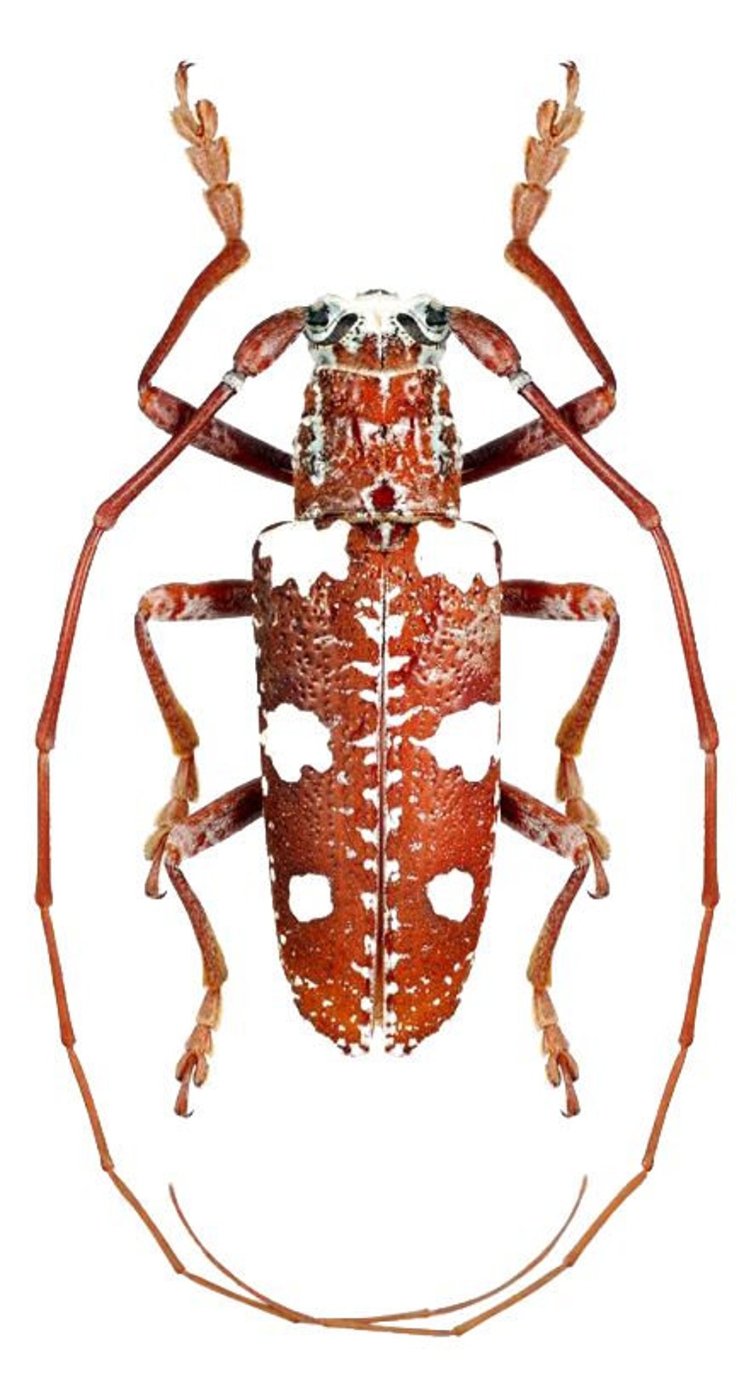 Colorful Horned Beetle