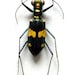Pack of Two Jewel Beetles Metaxymorpha Apicalis for All Your Taxidery ...
