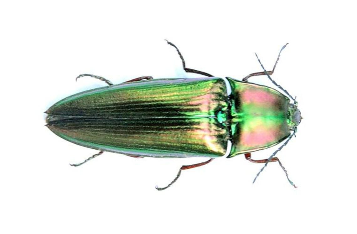 Pack of 2 Very Beautiful Click Beetles Campsosternus Latiusculus for ...