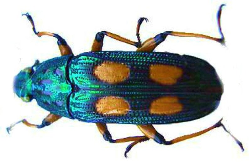 Pack of 3 Special Unmounted Beetles Helota Vigorsii for All - Etsy