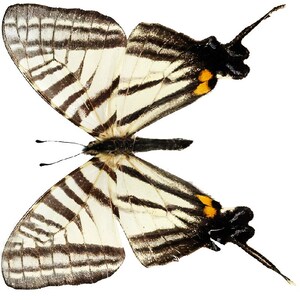 Pack of 2 Nice Swallowtail Butterflies Pazala (graphium) Eurous Closed ...