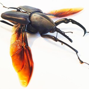 One Large and Extraordinary Weevil Macrocheirus Praetor With Wings Open ...