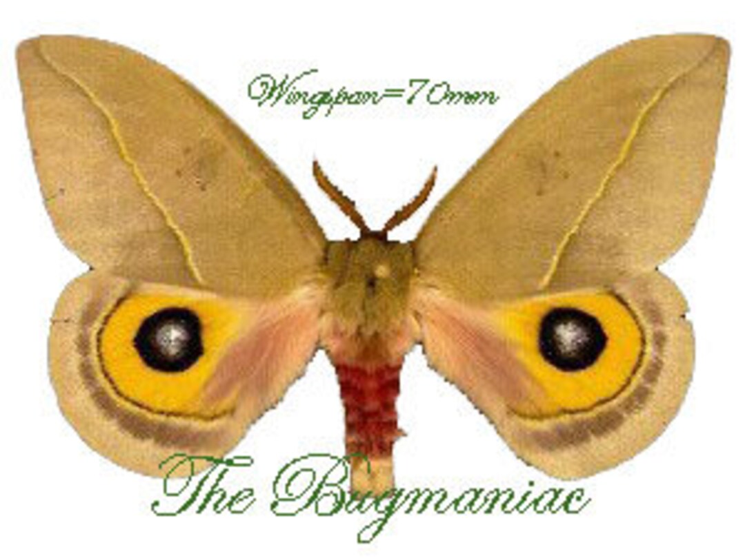 Two Males of Silk Moth Automeris Cecrops Pamina From USA With Wings ...