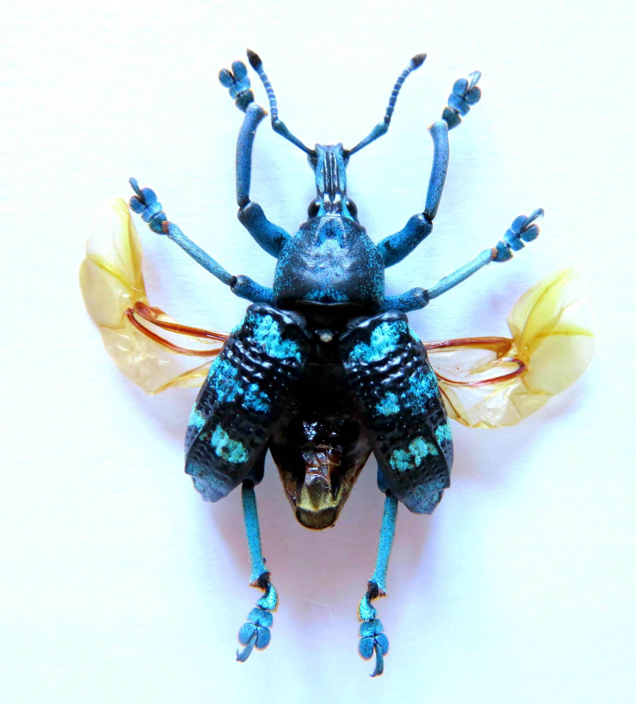 Pack of 2 Beetles Eupholus Linnei With Open Wings , Weevil for All Your ...