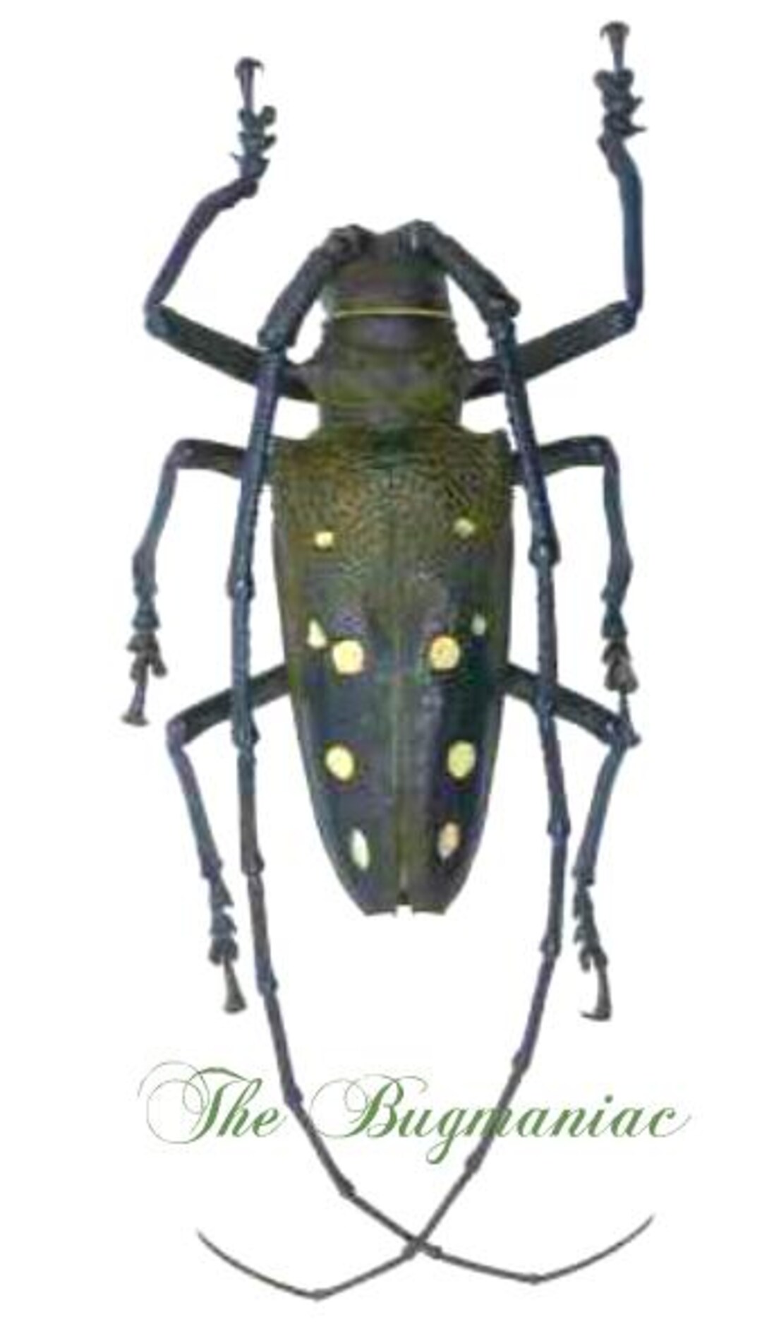 One Pair (male and Female) Longhorn Beetle Batocera Laena Laena Mt ...