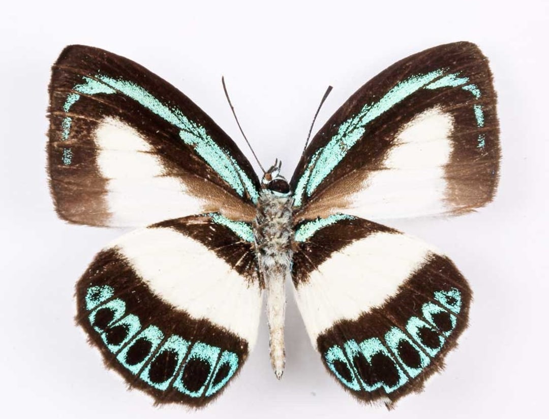 Pack of 4 Beautiful Butterflies Danis Danis Apollonius, Lycaenidae ...