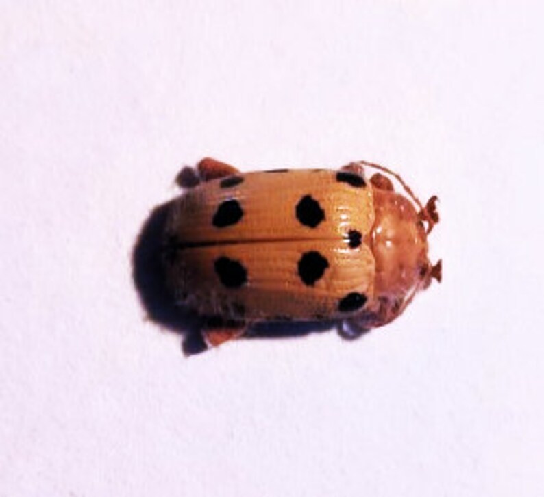 Pack of 5 Yellow Spotted Beetles From Malaysia for All Your Taxidermy ...