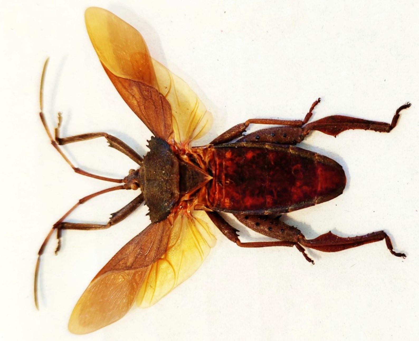 Pack of 2 Pair (2m and 2 Fem) Stink Bug With OPEN Wings From Kalimantan ...
