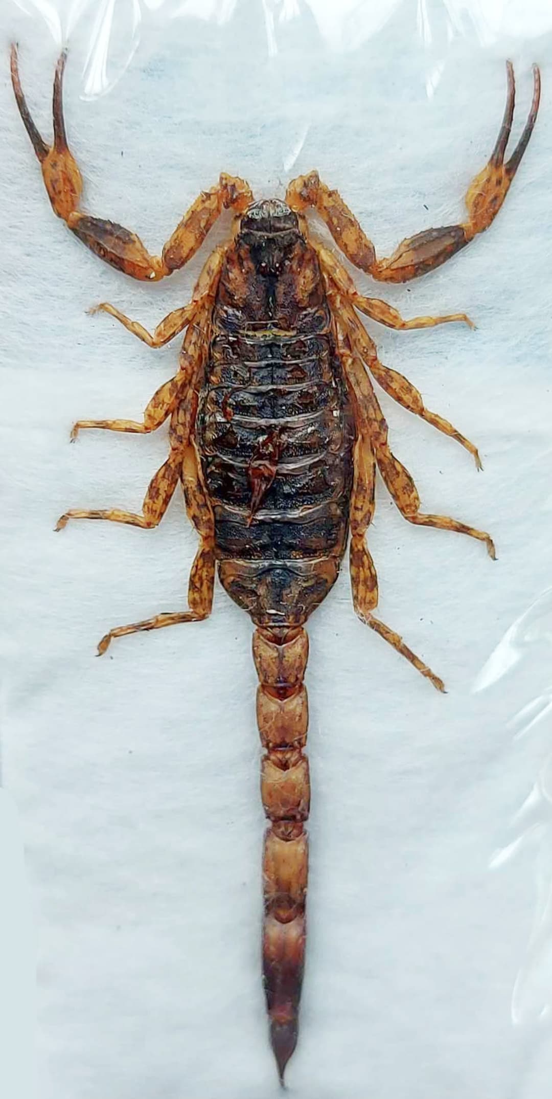 Set of 2 Scorpions Lychas Mucronatus From Laos for All Your Taxidermy ...