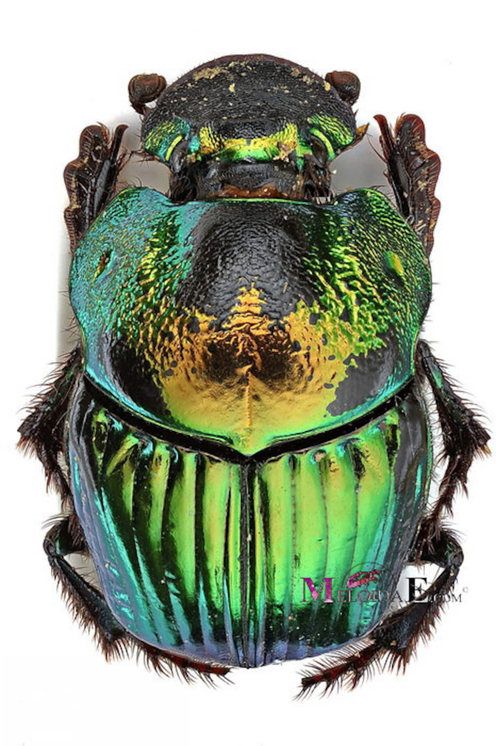 Pack of 6 Scarab Beetle Phanaeus Demon Female 15/20mm UNMOUNTED A1 ...