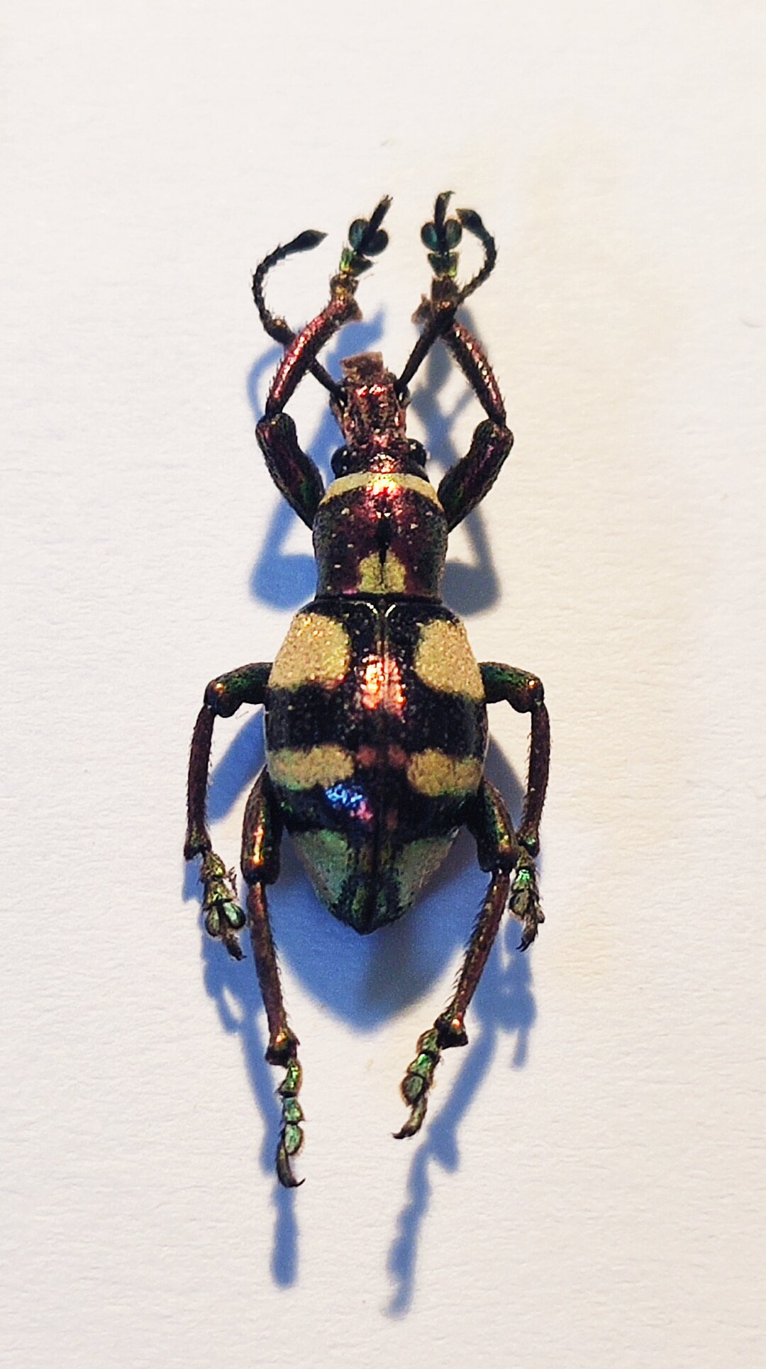 Pack of 4 Weevils Polycatus Eupholoides UNMOUNTED A1 Quality , for All ...
