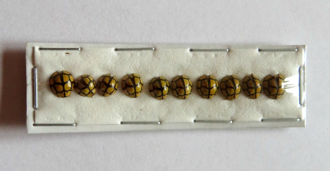 Pack of 10 Small Ladybugs Beetles Heteroneda Billardieri for All Your ...
