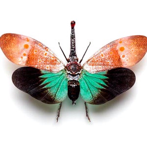 Pack of 2 Lantern Bug Pyrops Pyrhorryncha OPEN Wings for All Your ...