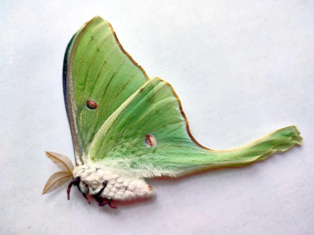 Collectors Item : One Actias Luna Male or Female A1 to Aa- , the Moon ...