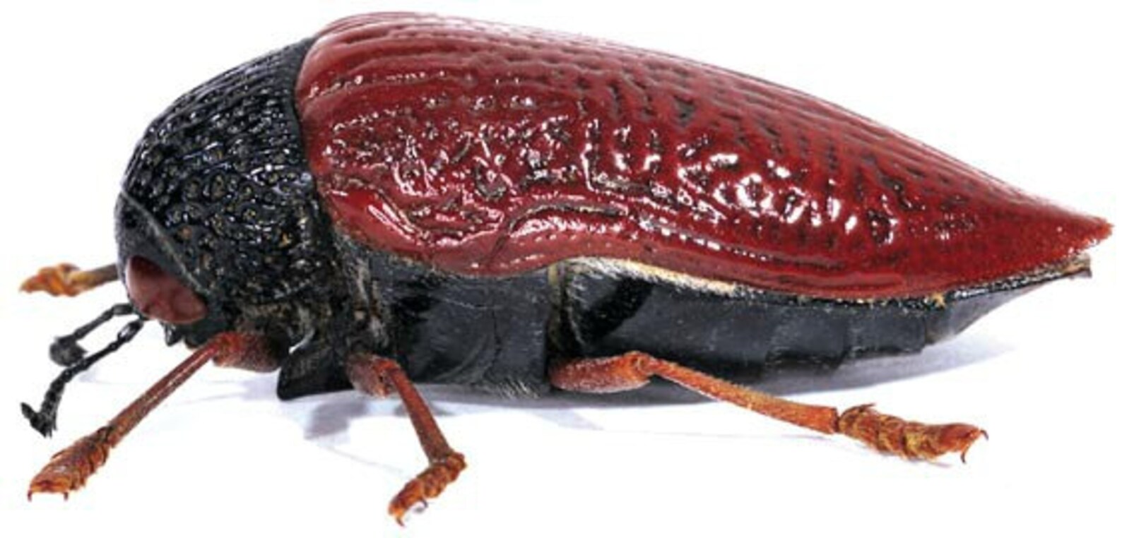 Pack of Two Jewel Beetles Sternocera Hildebranti 4O/5O Mm for All Your ...