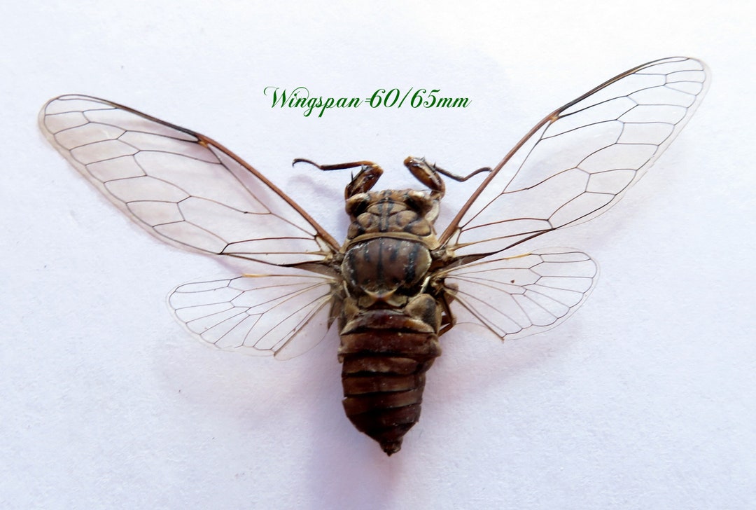 Pack of Five Small Sized Cicada From Java With Wingspan 40/60 Mm WINGS ...
