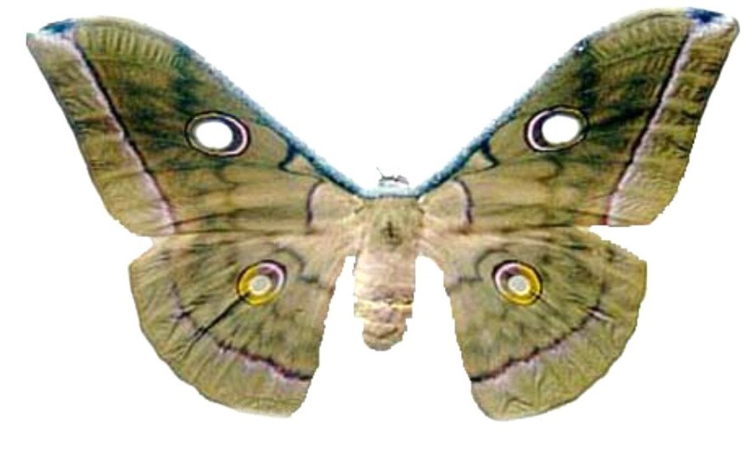 One Female of the Silkmoth Antheraea Frithi Penduculata With Wings ...