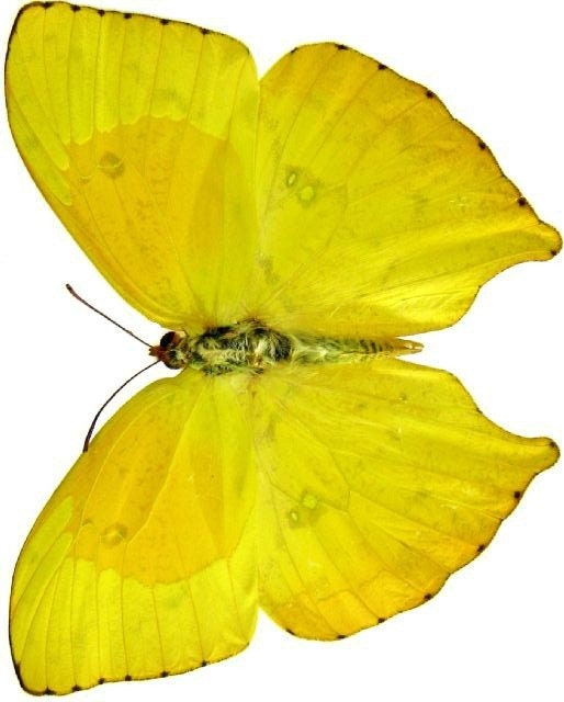 Taxidermy & Curiosities UNMOUNTED A1 quality pieridae Pack of 5 yellow ...