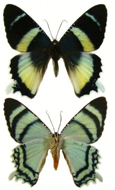 One Large and Marvelous Moth Alcides Boops Uranidae Wings | Etsy
