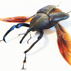 One Large and Extraordinary Weevil Macrocheirus Praetor With Wings Open ...