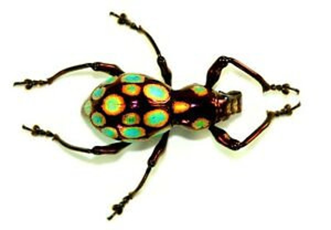 Pack of 2 Weevil Beetles Pachyrrynchus Gemmatus for All Your Taxidermy ...