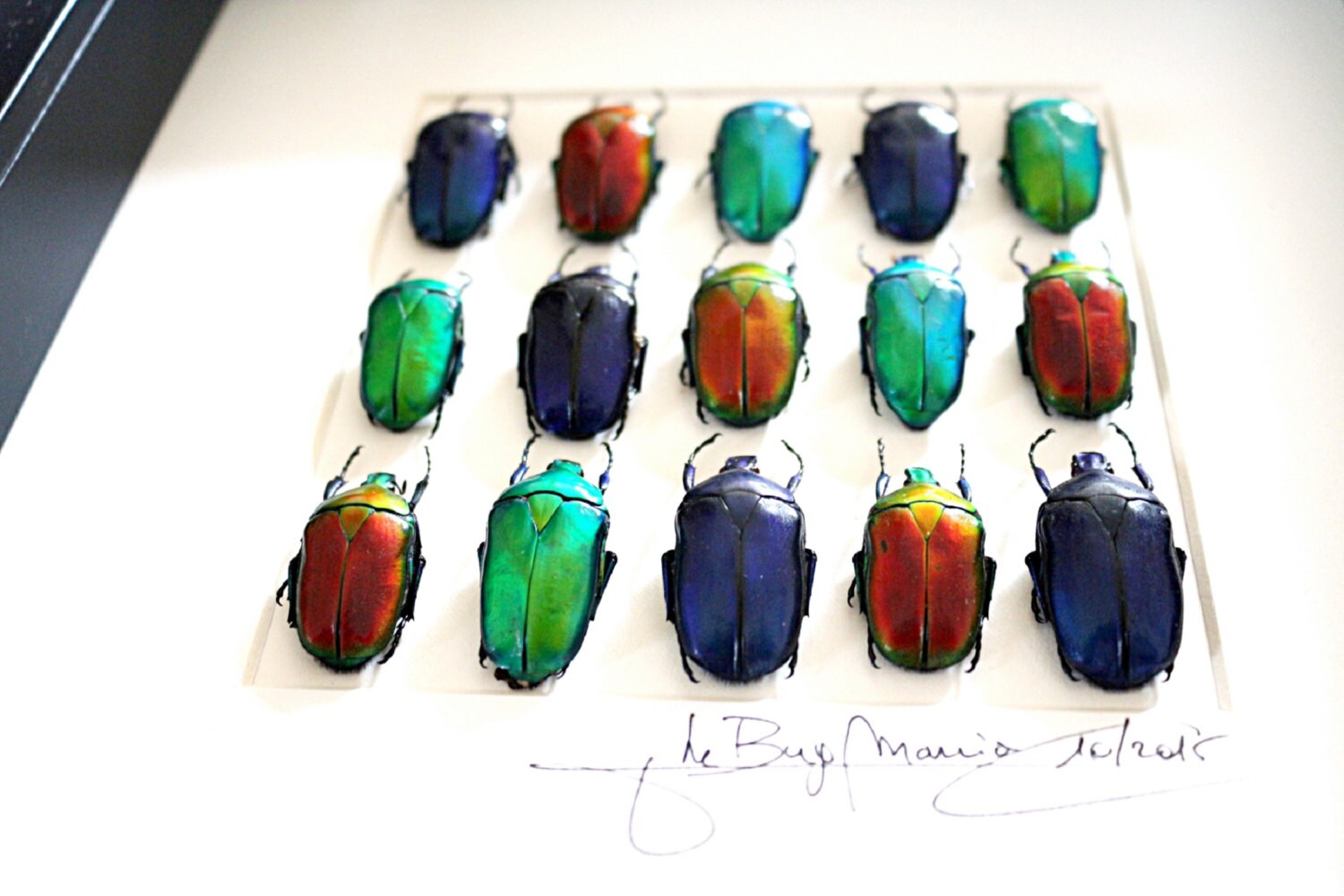 Shadow Box With Real Insects : Topquality Display With - Etsy