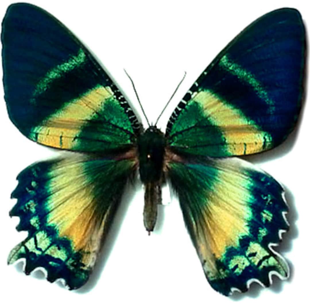 One Marvelous Moth Alcides Orontes , Uranidae Wings Closed Aa-/a-, for ...