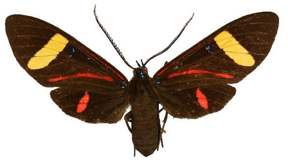 Pack of 2 colorful tigermoths Histioea amazonica closed wings | Etsy