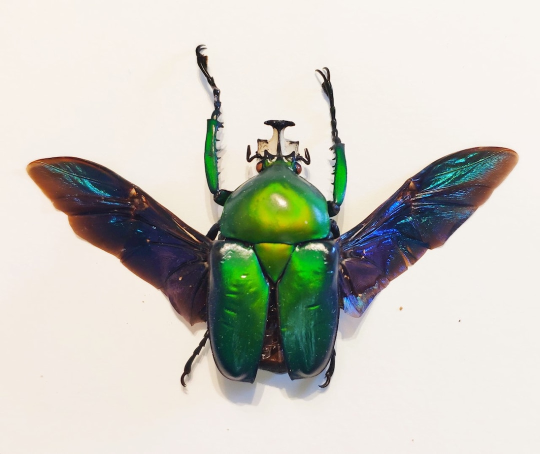 One Male With OPEN WINGS of the African Scarab Beetle Dicronorhina ...