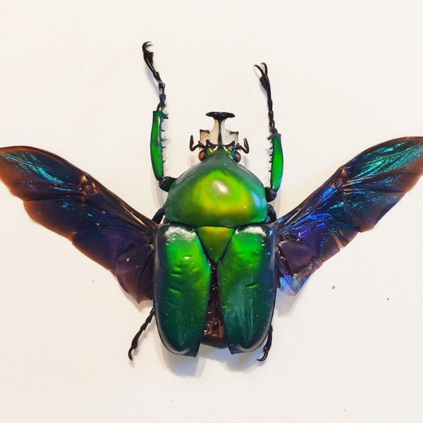 Beetle Wings - Etsy