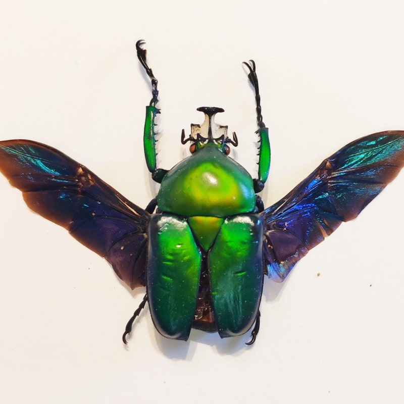 Real Scarab - Etsy
