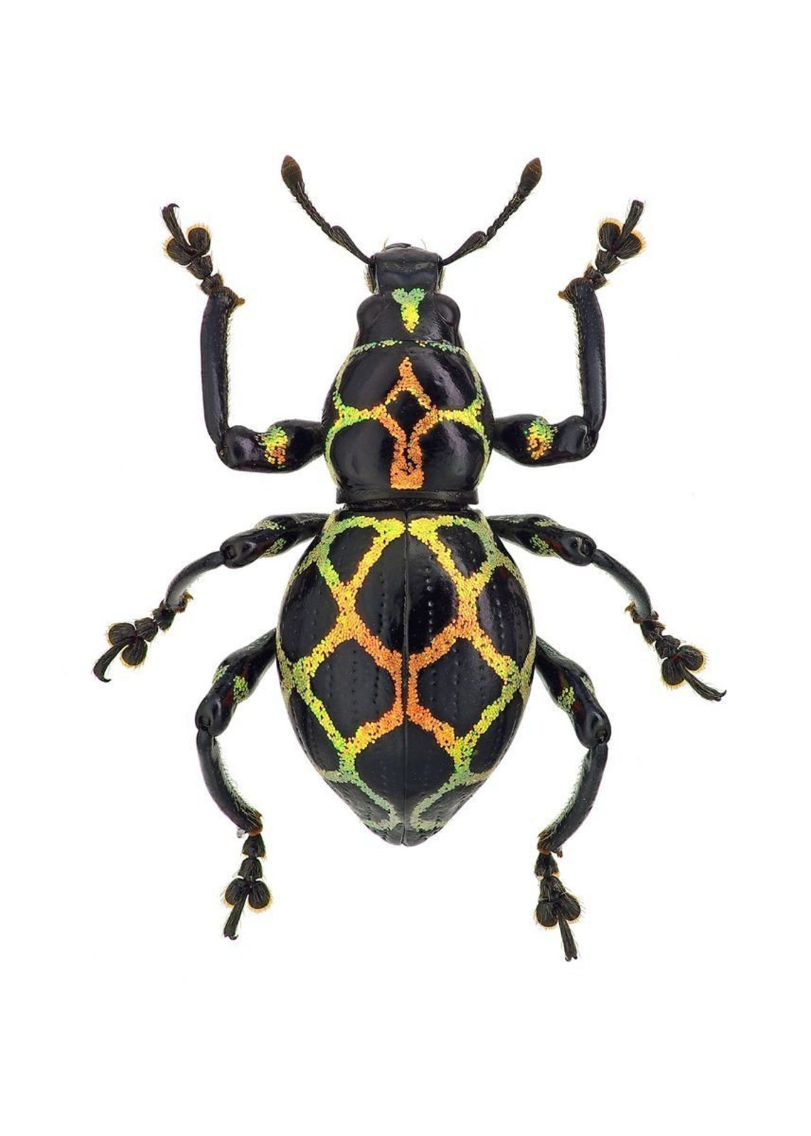 Pack of 4 Fantastic Weevils Pachyrrhynchus Reticulatus Form From Aurora ...