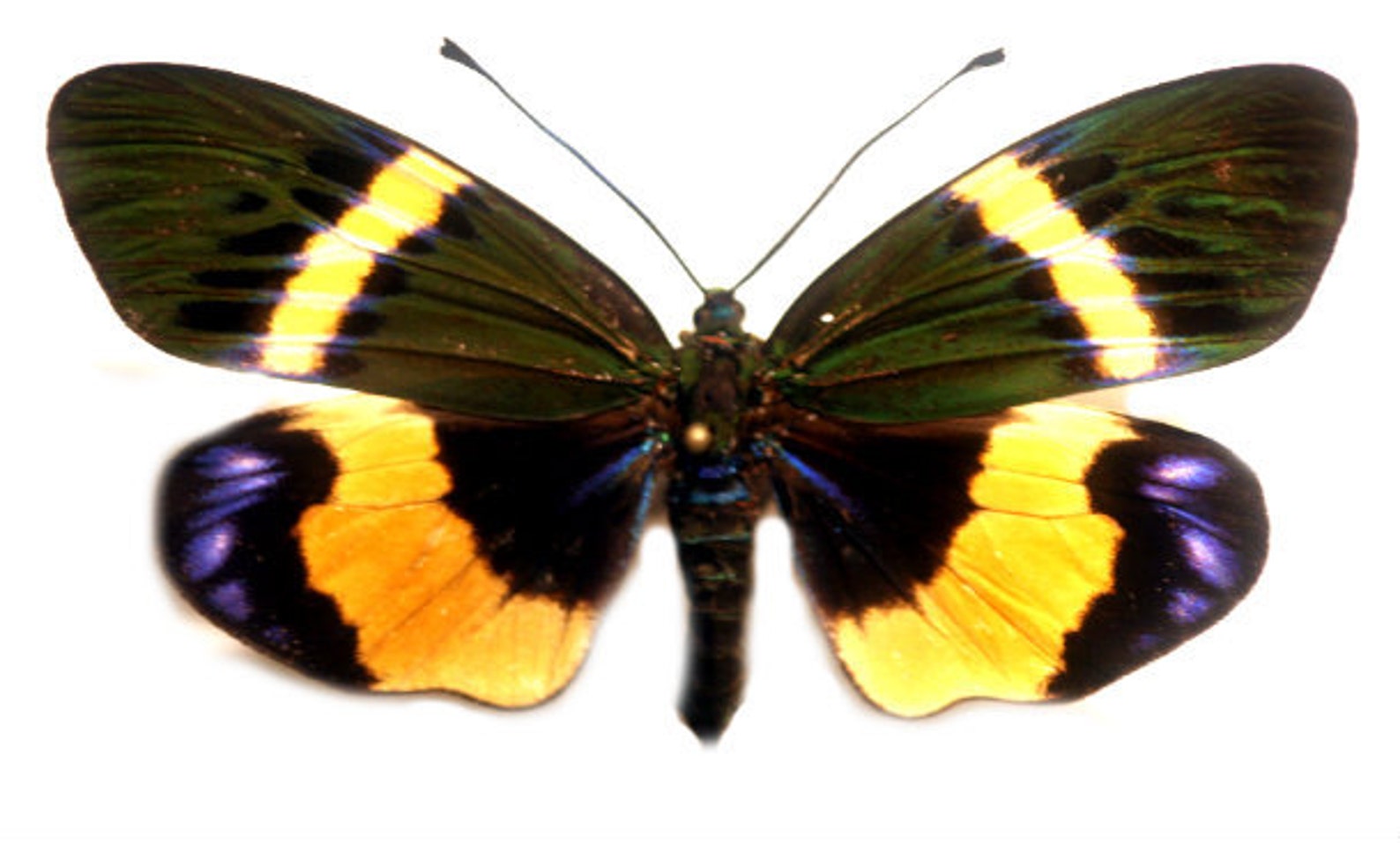 Pack of 2 Very Nice Moths Eterusia Repleta (male and Female), Wings ...
