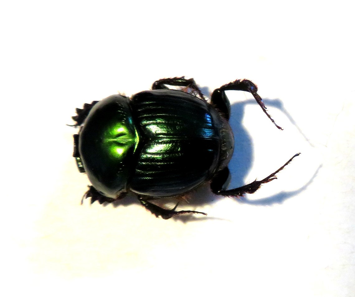 Pack of 5 nice scarab beetle Helictopleurus giganteus for all | Etsy