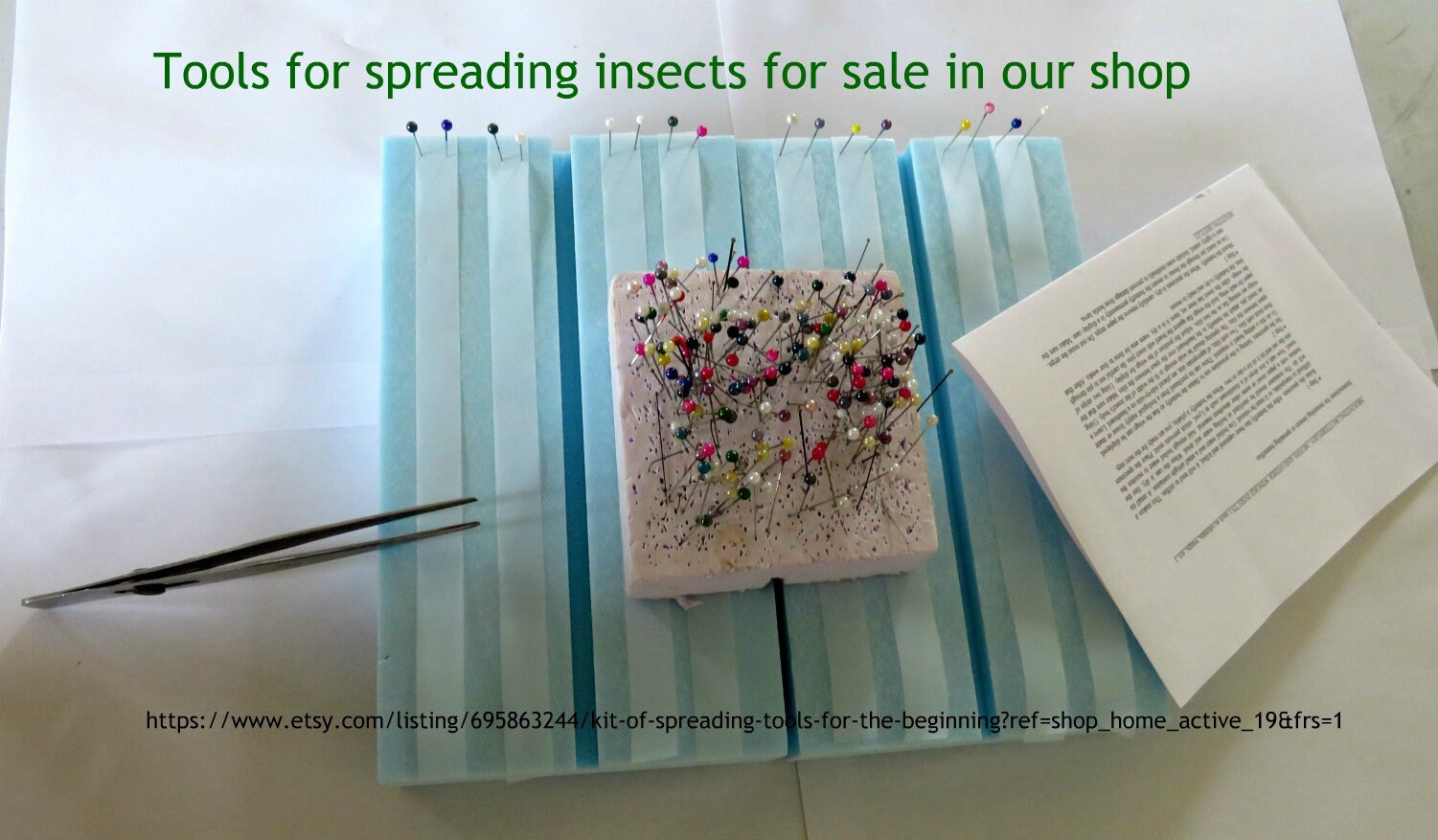 Pack of 5 blue Chrysomelidae Aplosonyx beetle for all your - Etsy.de