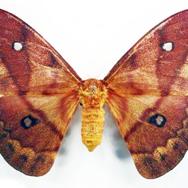 Silk Butterfly Wings - Etsy