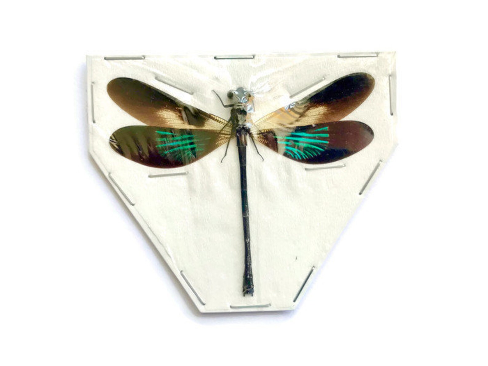 Pack of 4 Odonata Euphaea Variegata SPREAD A1 to Aa- , for All Your ...