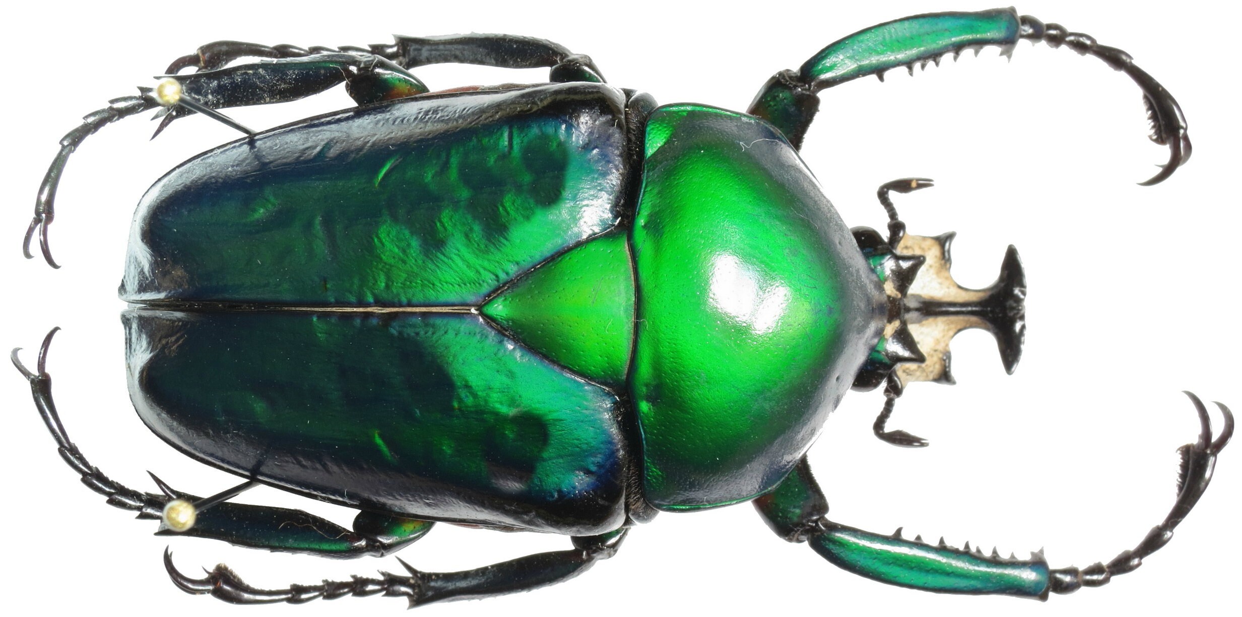 One Pair male and Female of the African Scarab Beetle - Etsy UK