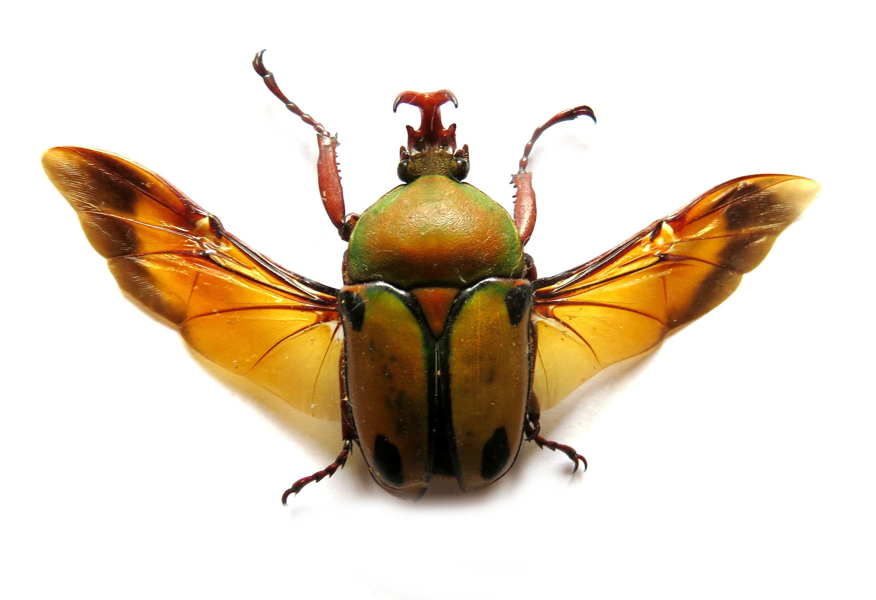 Beetle Wings Open