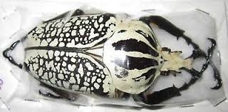One Small Male African Scarab Goliathus Orientalis Size 70/77 Mm A1 ...
