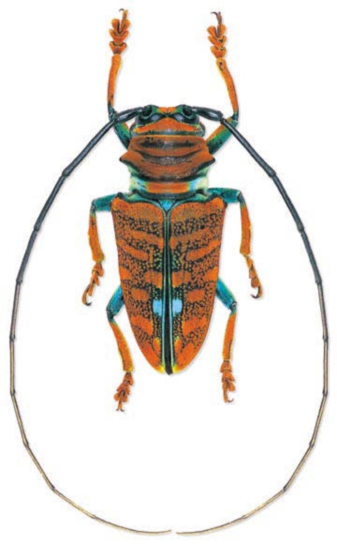 Pack of 2 Longhorn Beetles Sternotomis Chrysopras Reducta 20mm ...