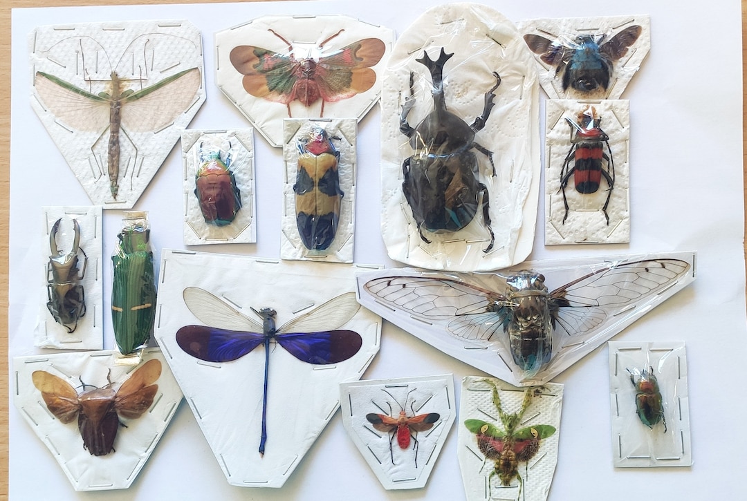 SPECIAL OFFER : Set 15 Colorful Mixed Insects A1 to Aa Quality for the ...