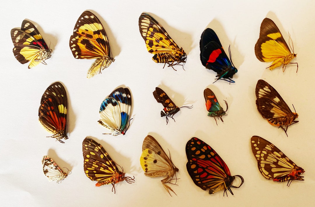 SPECIAL OFFER : A SUPERB Set of Very Colourfull Moths for the Beginning ...