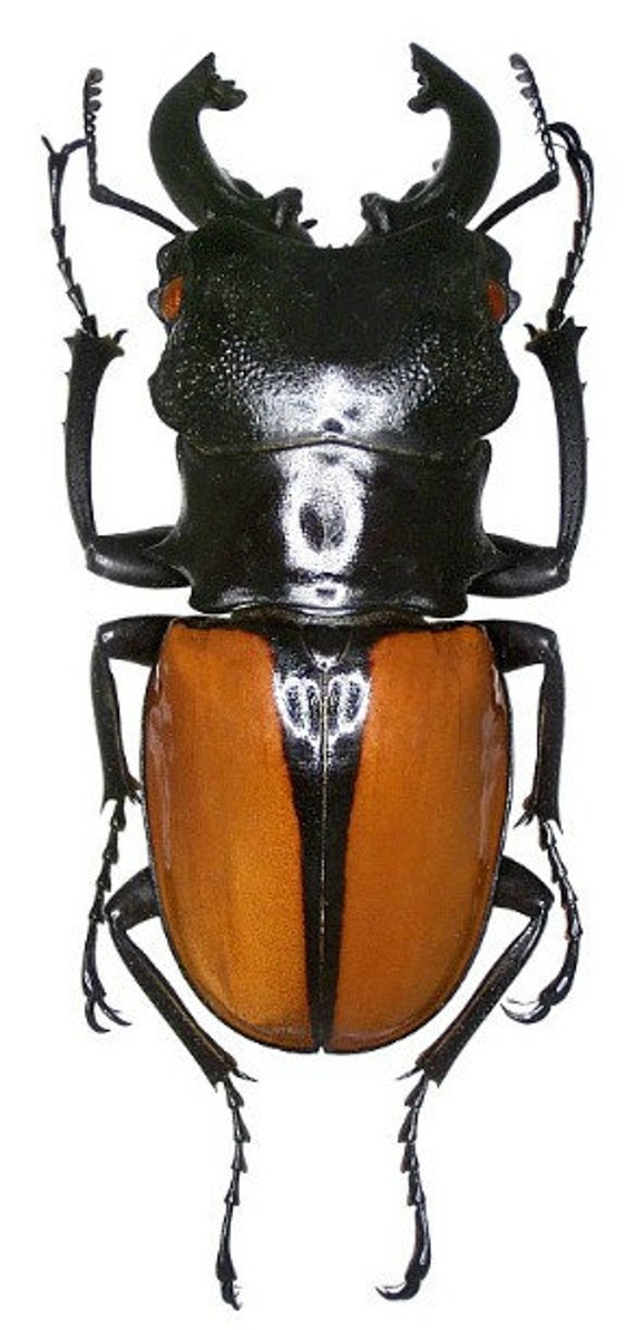Real Indonesian Stag Beetle Odontolabis ludekingi Spread Male Insect ...