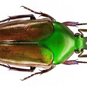 Pack of 5 Shiny Scarab Beetles Lomaptera Macrophylla A1 UNMOUNTED, for ...