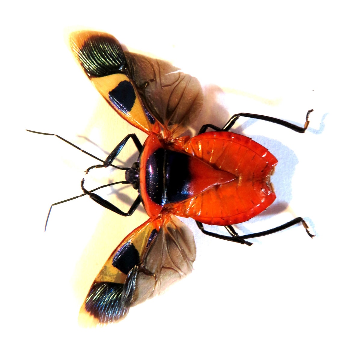 Pack of 3 Man-faced Stink Bug Catacanthus Punctus With OPEN Wings From ...