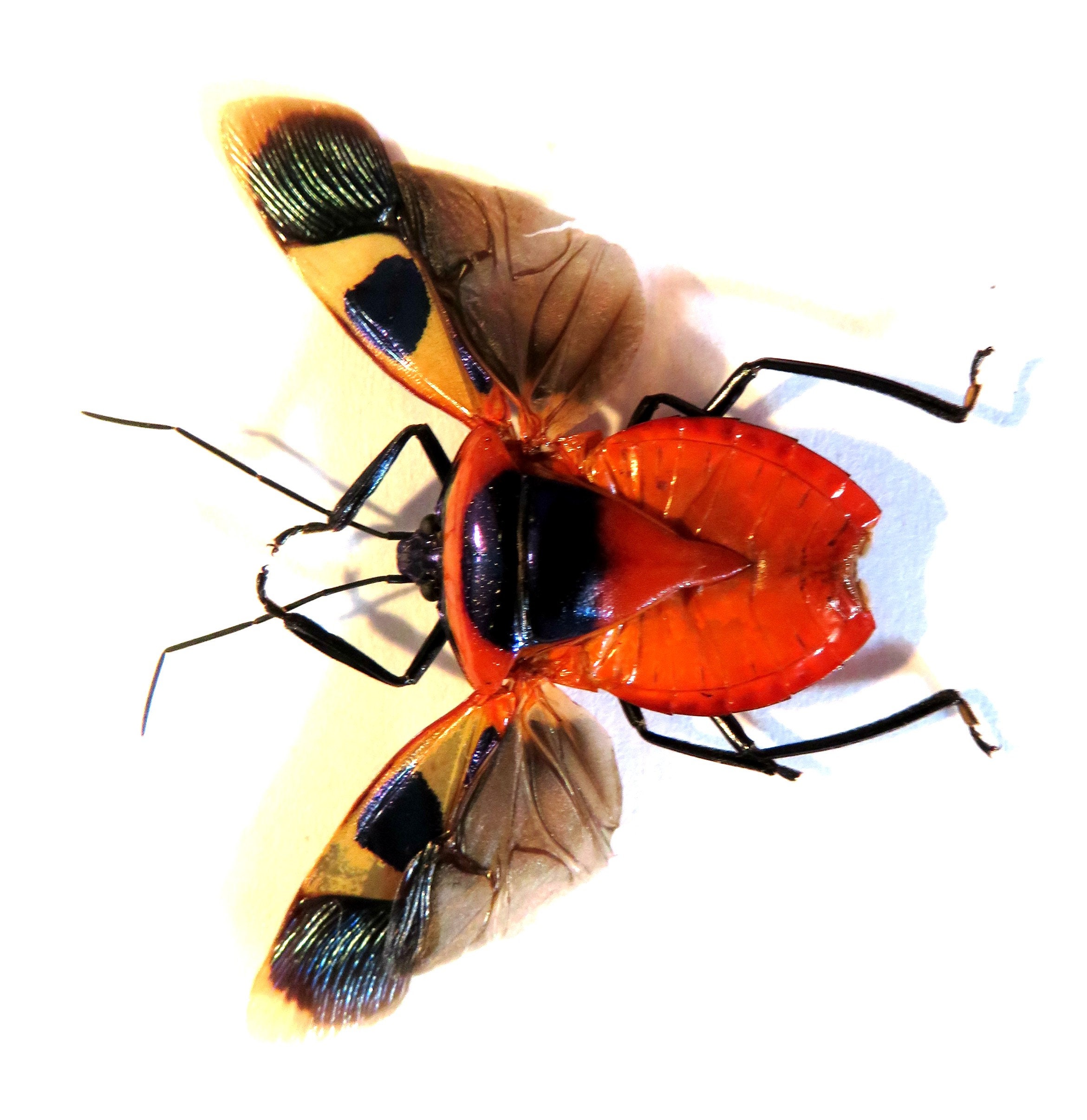 Pack of 3 Man-faced Stink Bug Catacanthus Punctus With OPEN Wings From ...